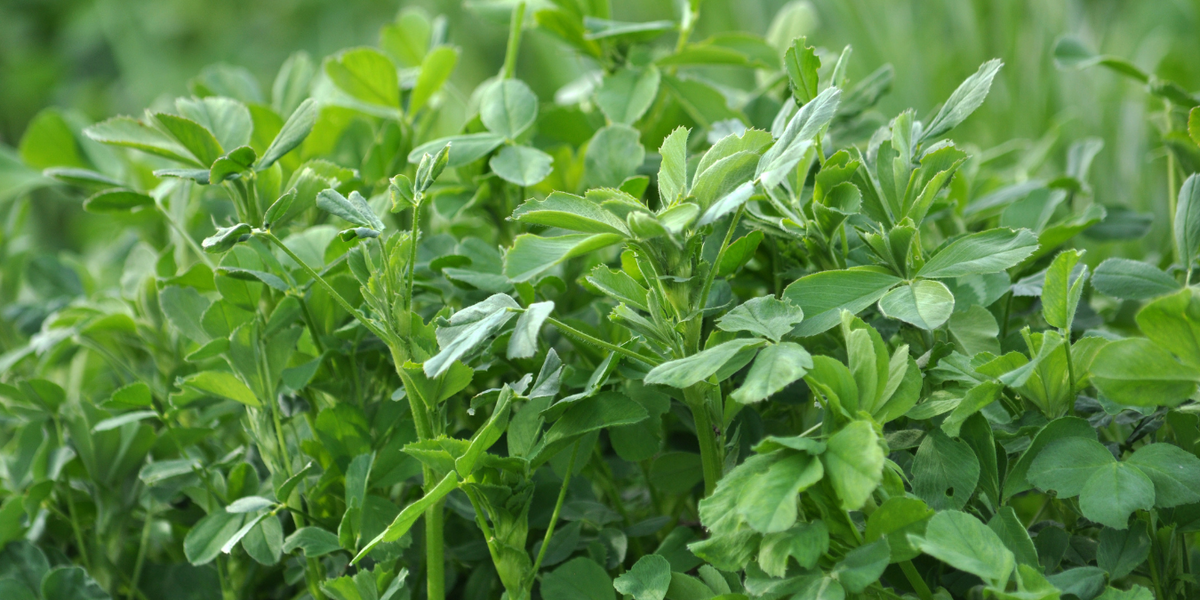 ALFALFA MEAL